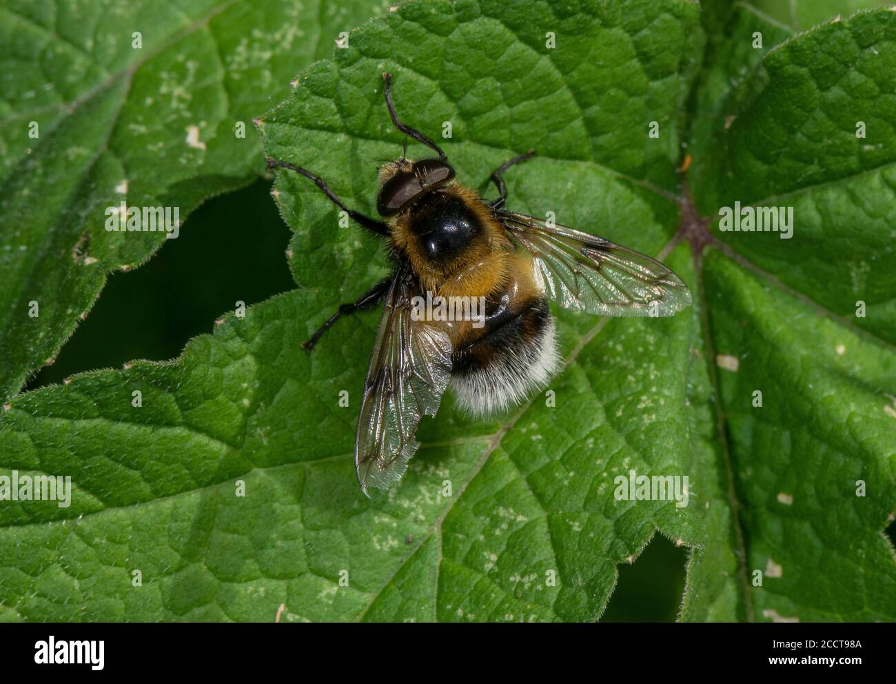 Bumblebee Hoverfly, Volucella bombylans var plumata. Scavenger in ...
