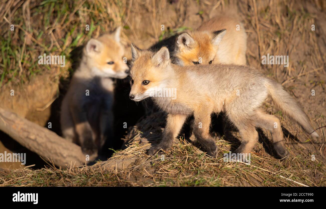Fox kit in the wild Stock Photo - Alamy
