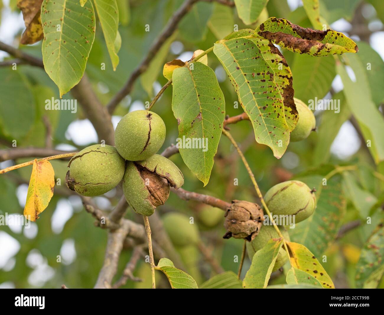 Ripe nuts walnut tree hi-res stock photography and images - Alamy