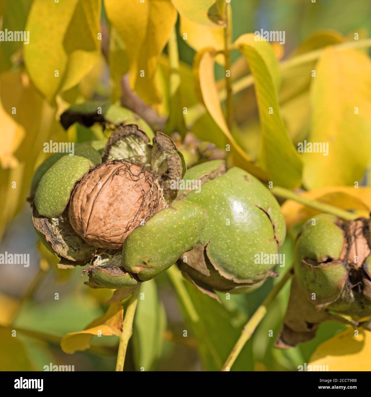 Walnut ripe on tree hi-res stock photography and images - Alamy