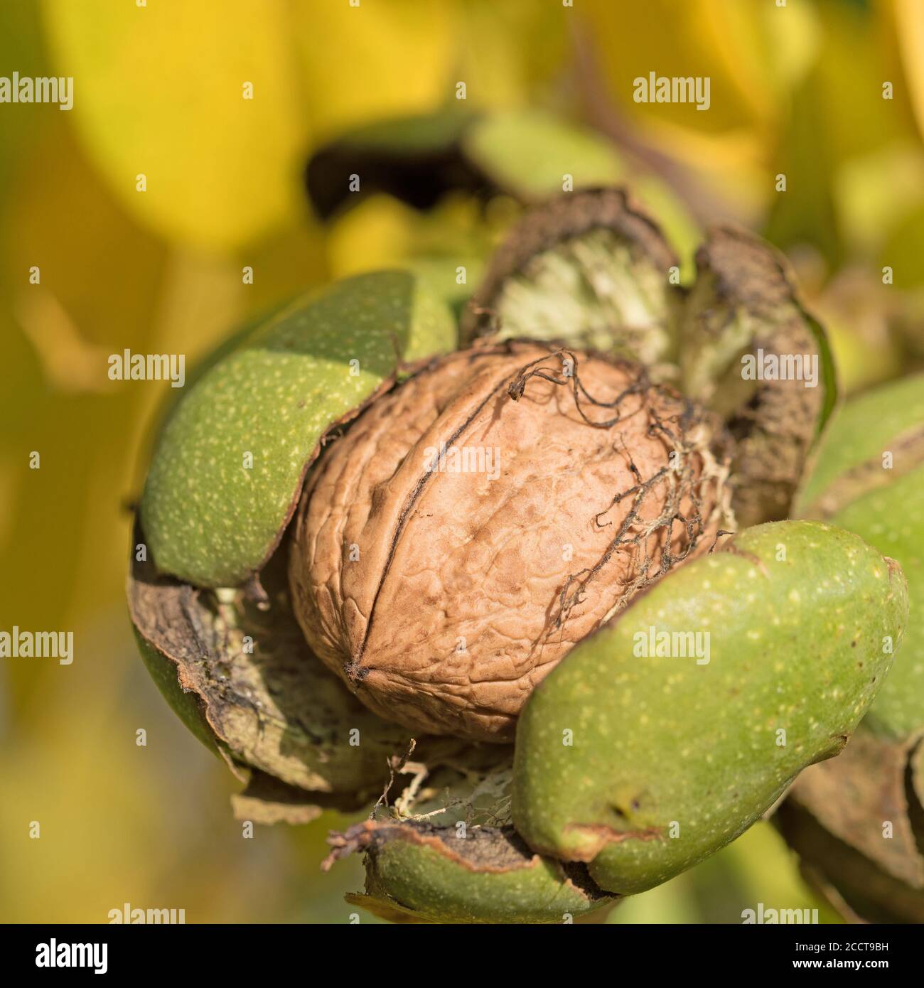 Walnut ripe on tree hi-res stock photography and images - Alamy