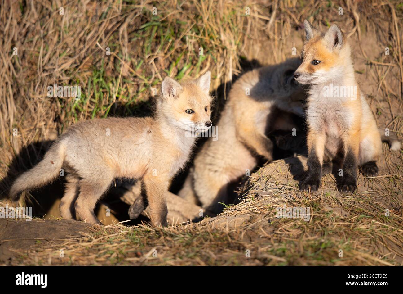 Fox kit in the wild Stock Photo - Alamy