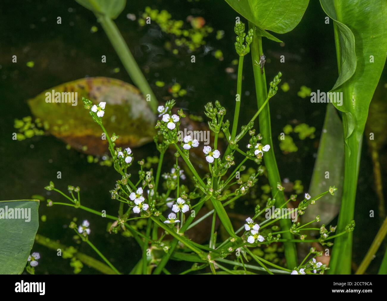 Alisma plantago aquatica common water plantain hi-res stock photography ...