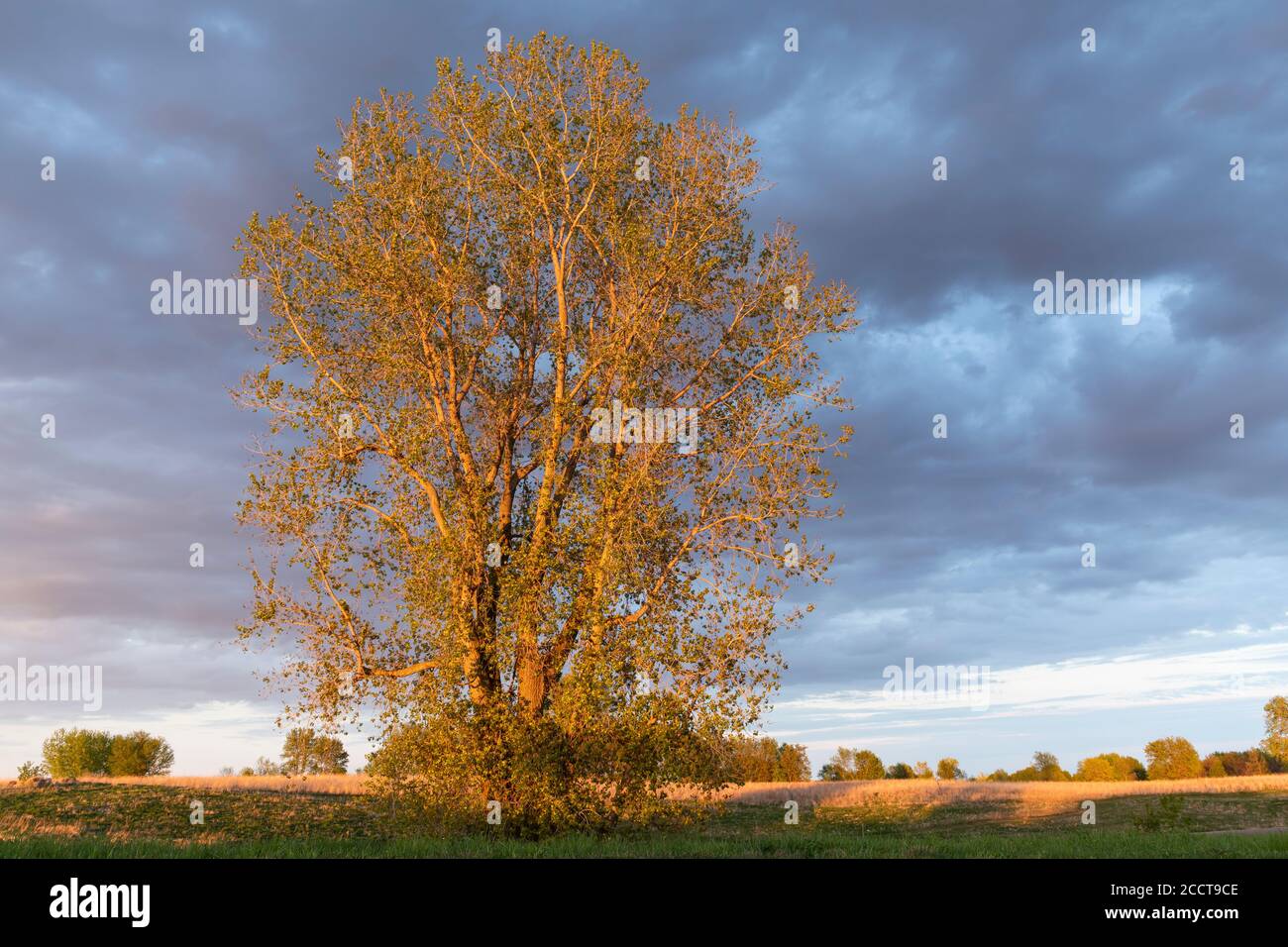 Eastern Cottonwood Tree (Populus deltoides), Spring, E USA, by ...