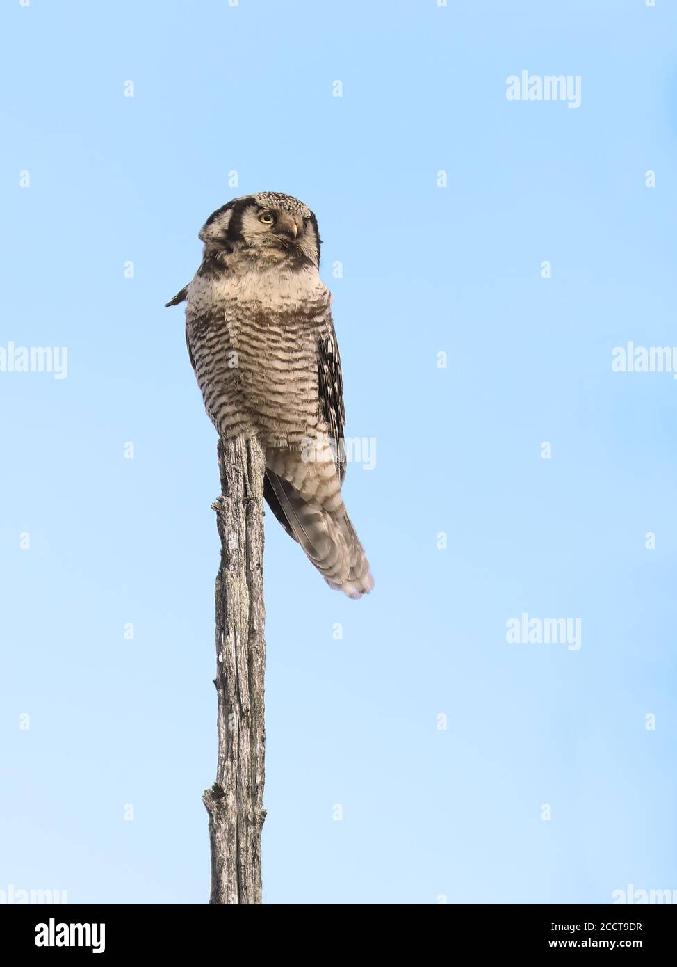 Hawk owl europe hi-res stock photography and images - Alamy