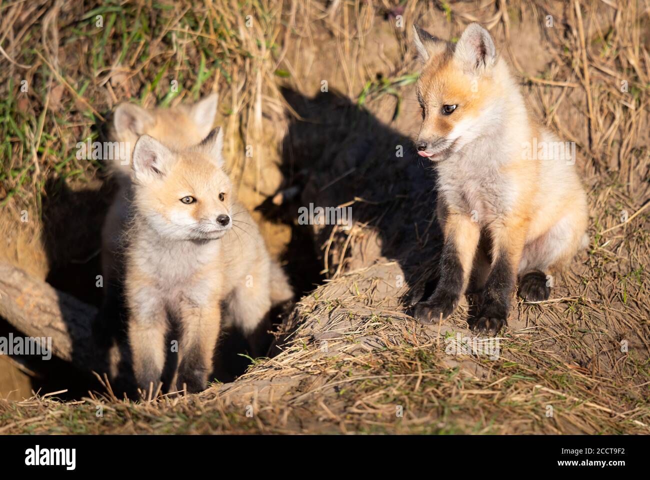 Fox kit in the wild Stock Photo - Alamy
