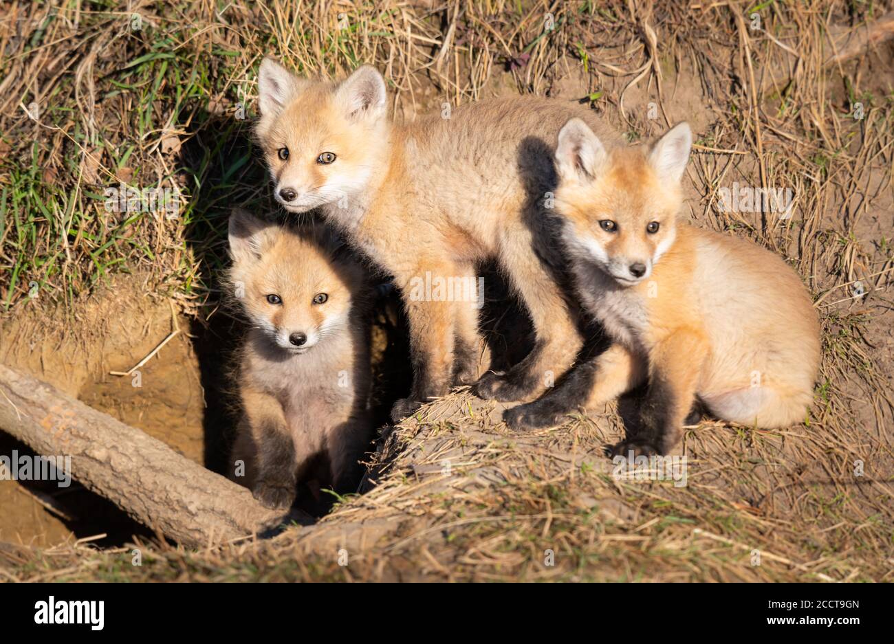 Fox kit in the wild Stock Photo - Alamy