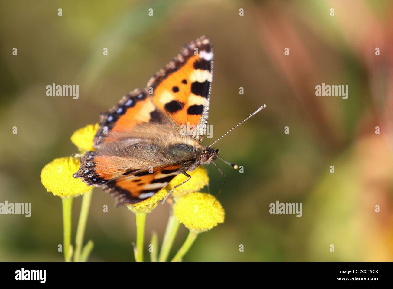 Tortoiseshell colored hi-res stock photography and images - Alamy