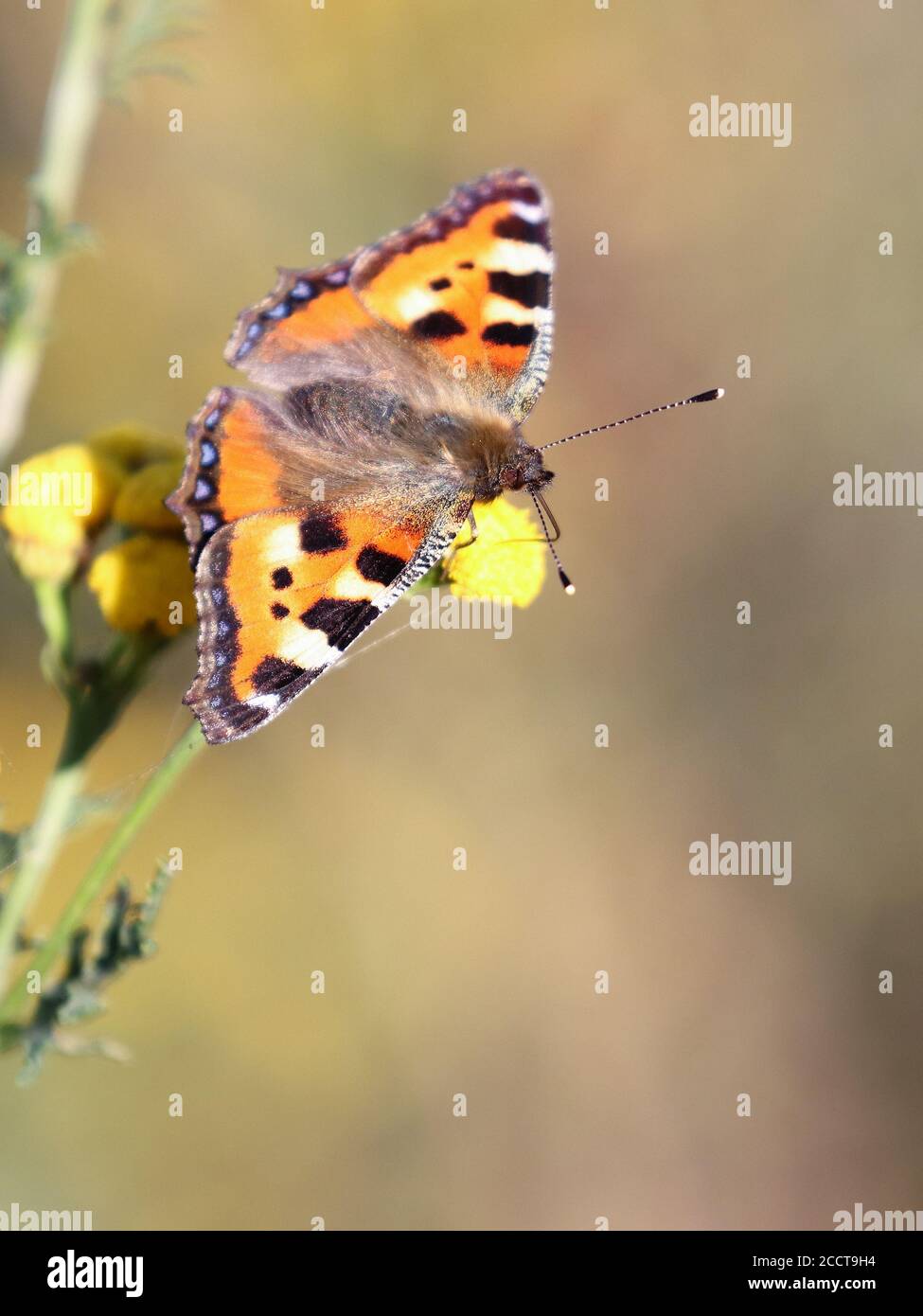 Tortoiseshell colored hi-res stock photography and images - Alamy