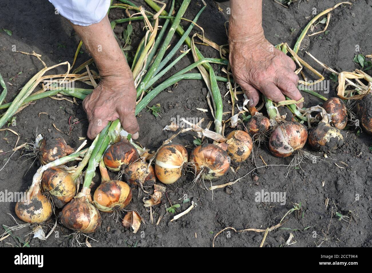 gardener's hands harvesting ripe organic onion in the vegetable garden ...