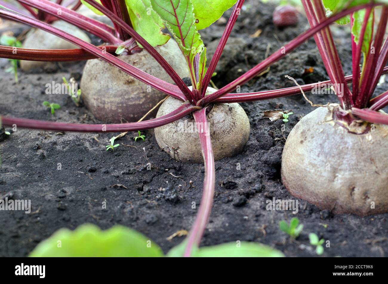 close-up of organically cultivated beetroot plantation in the vegetable ...