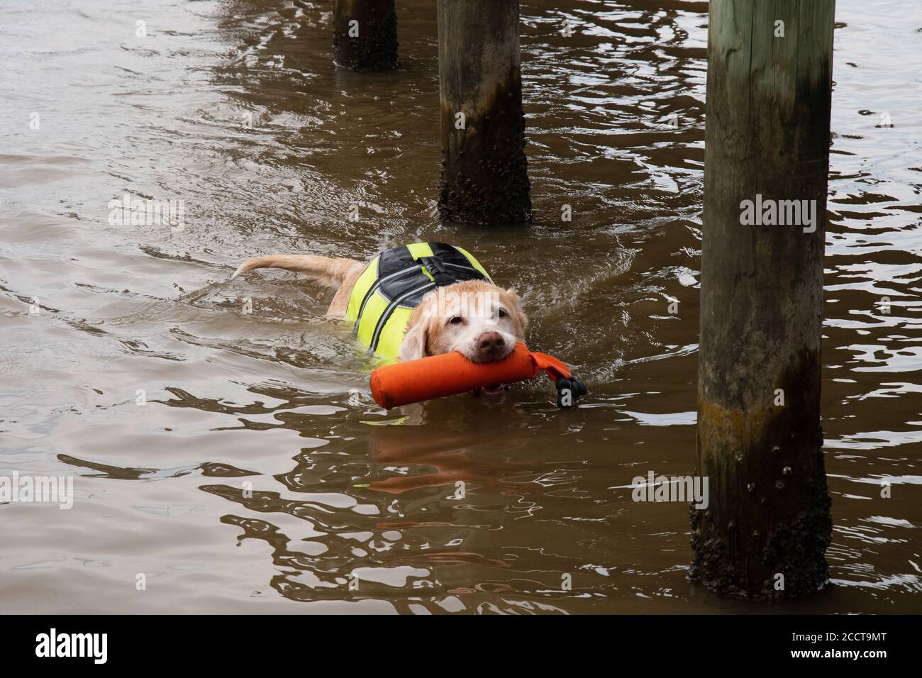 Senior Yellow Lab with Mast Cell tumors playing fetch in the River ...