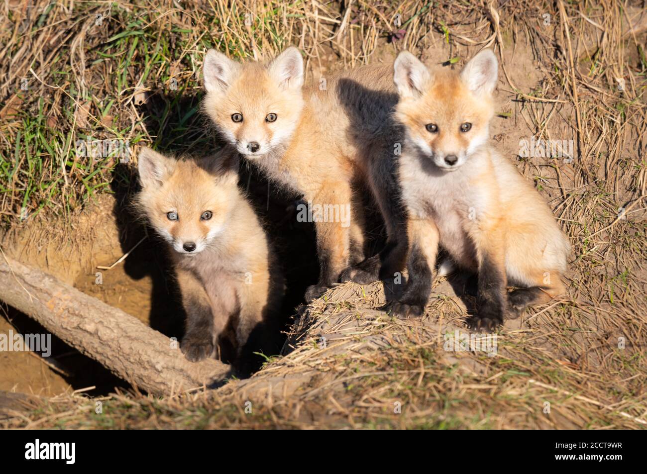 Fox kit in the wild Stock Photo - Alamy