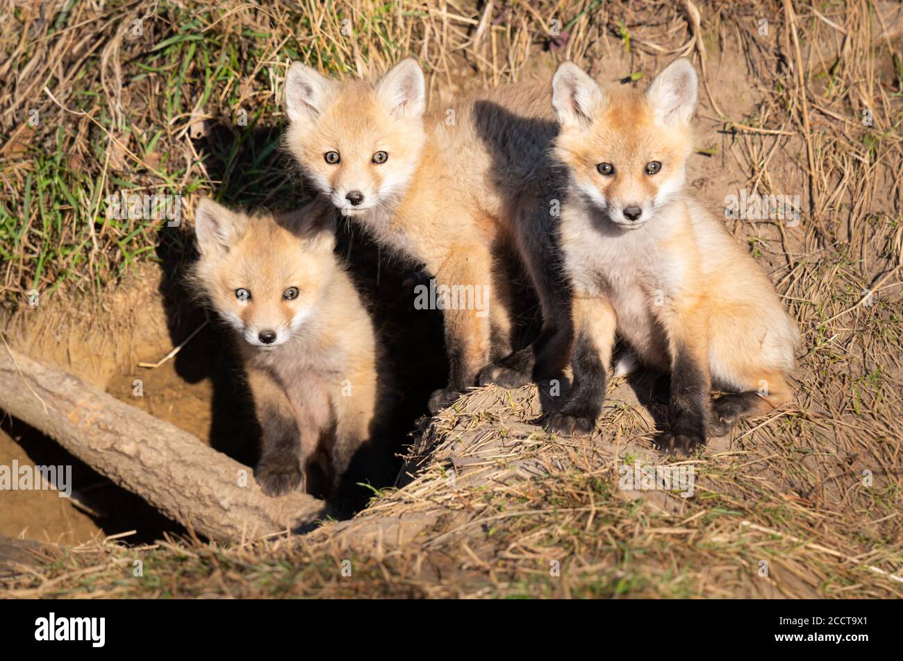 Fox kit in the wild Stock Photo - Alamy