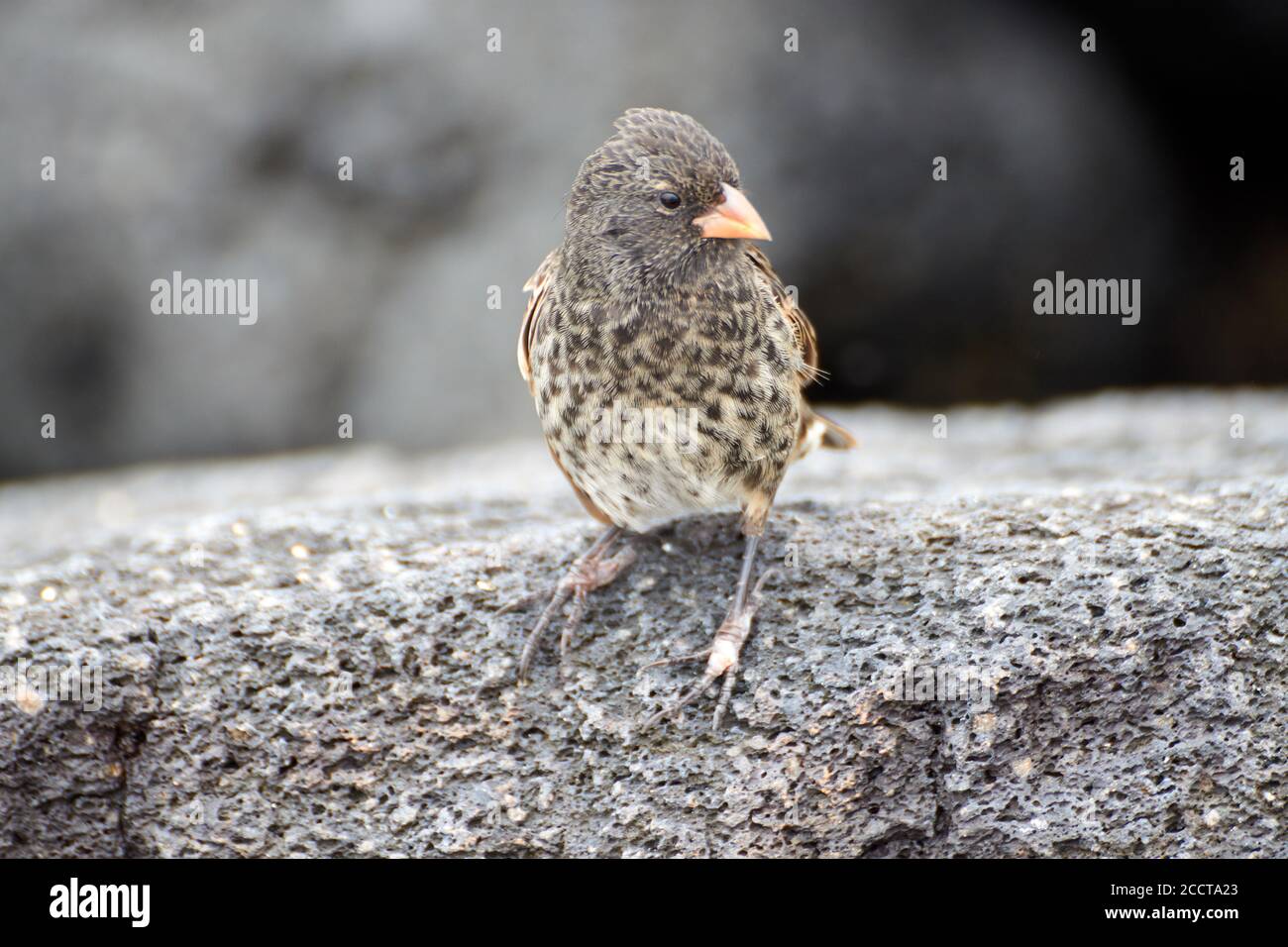 Darwin's finch close-up photo on a rock, Galapagos, Ecuador Stock Photo ...