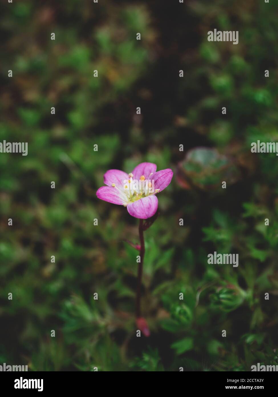 Rock size scale hi-res stock photography and images - Alamy