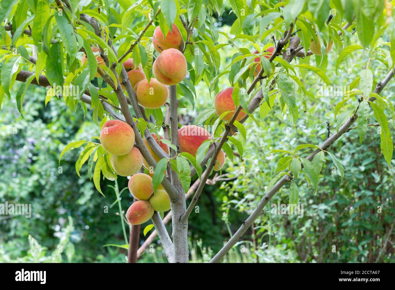 Many ripe velvety large and beautiful peaches hang on a young tree ...