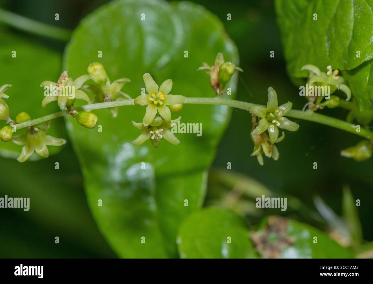 Flowers of Black bryony, Dioscorea communis, in hedgerow Stock Photo ...