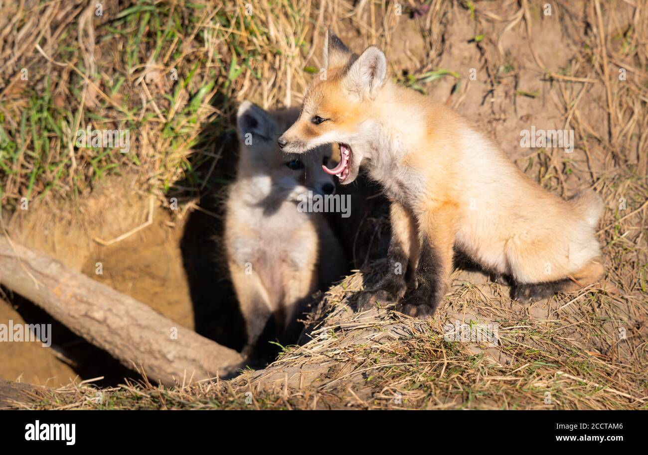 Fox kit in the wild Stock Photo - Alamy
