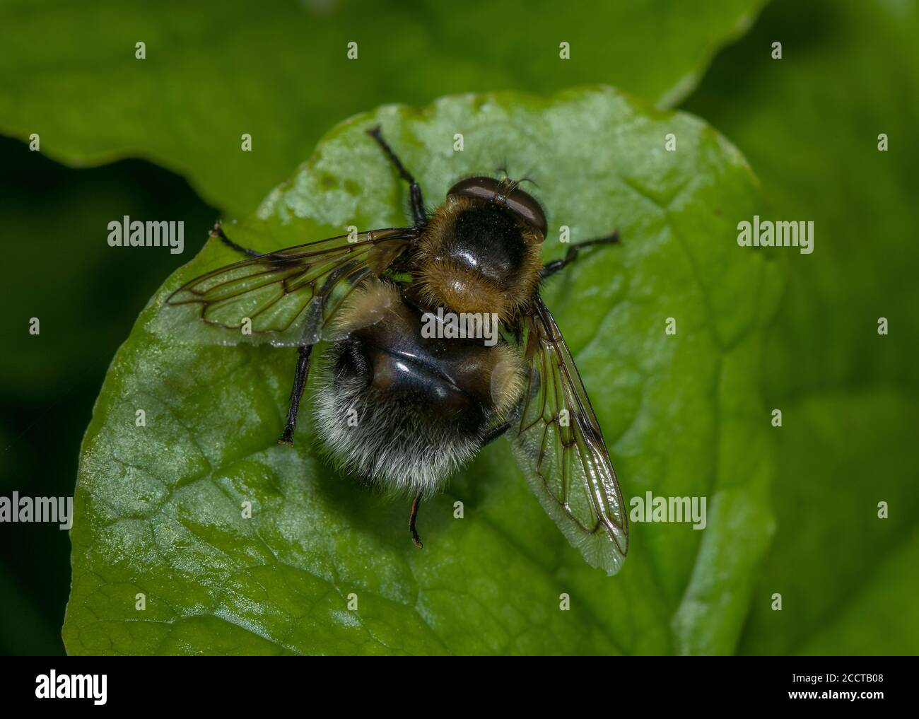 Bumblebee Hoverfly, Volucella bombylans var plumata. Scavenger in ...