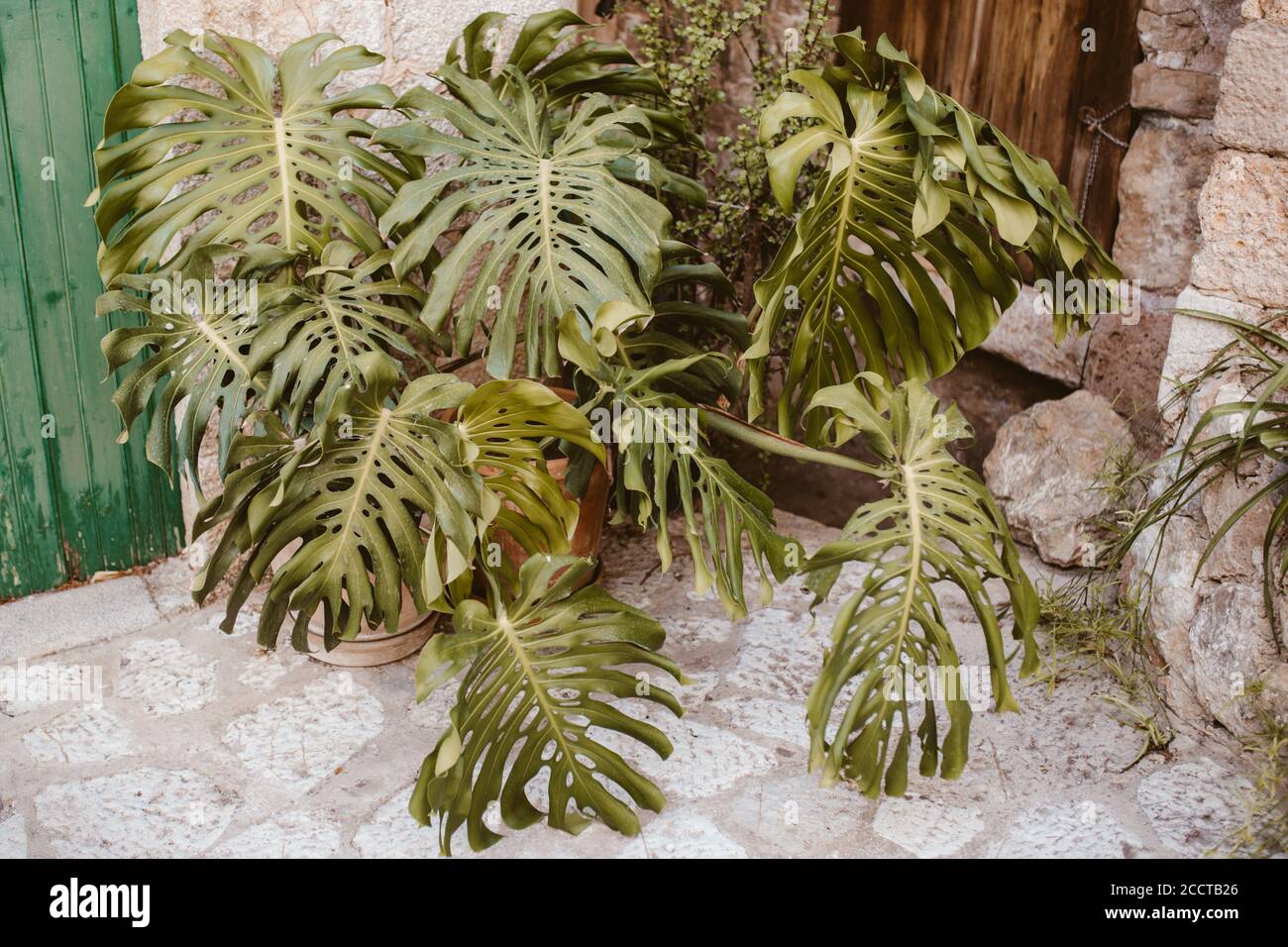 A big delicious monstera plant outside in a rural area Stock Photo - Alamy