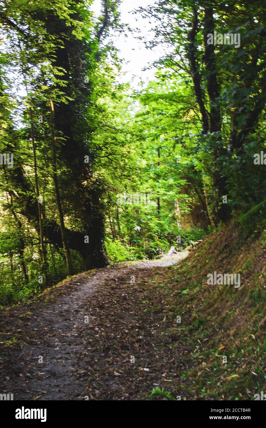 stone climbing path surrounded by deep green trees Stock Photo - Alamy