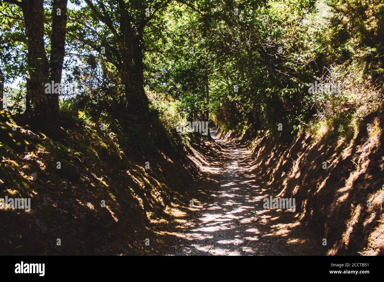 path surrounded by tall trees making shadows of branches Stock Photo ...
