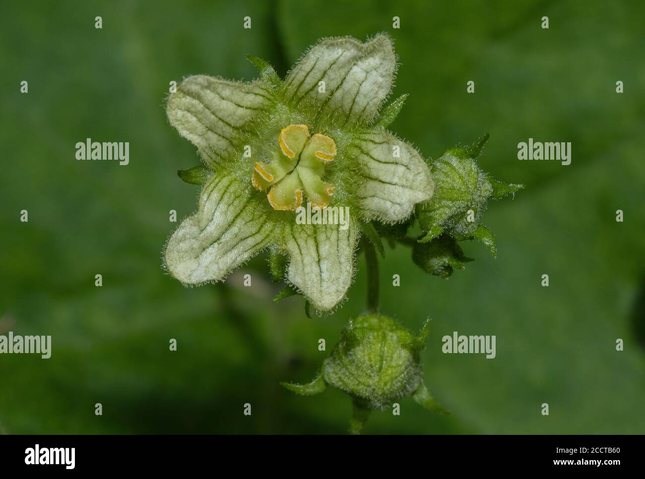 White bryony, Bryonia dioica, flower in close-up Stock Photo - Alamy