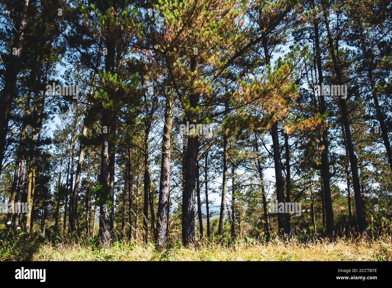 straight and spaced forest trees Stock Photo - Alamy