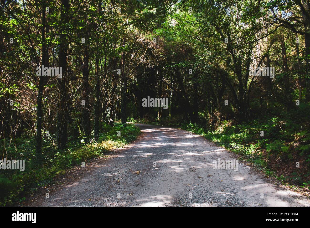 stone path surrounded by tall trees in the forests of Galicia Stock ...