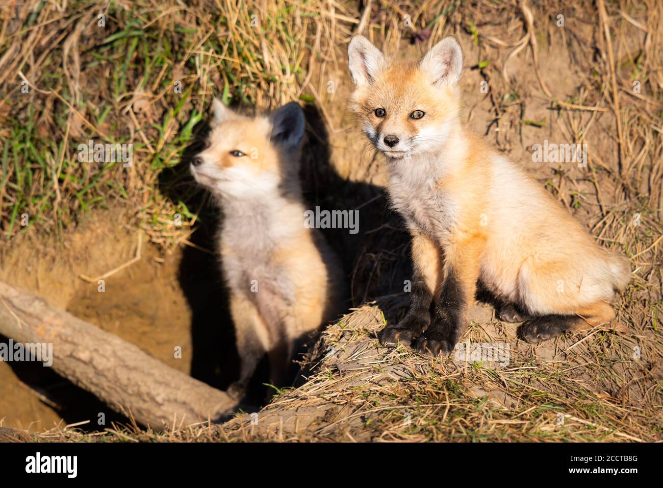 Fox kit in the wild Stock Photo - Alamy
