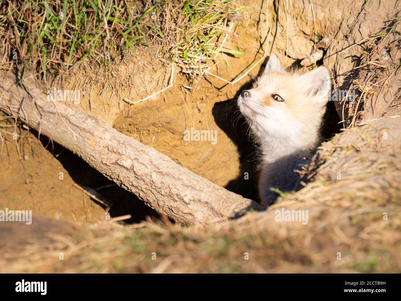 Red fox kit in the wild Stock Photo - Alamy