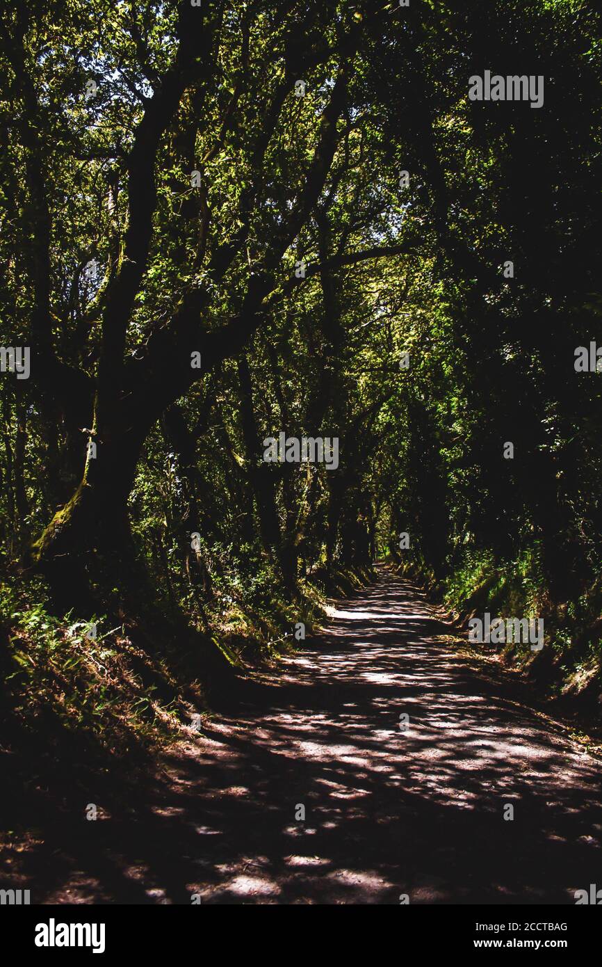 path surrounded by tall trees making shadows of branches Stock Photo ...