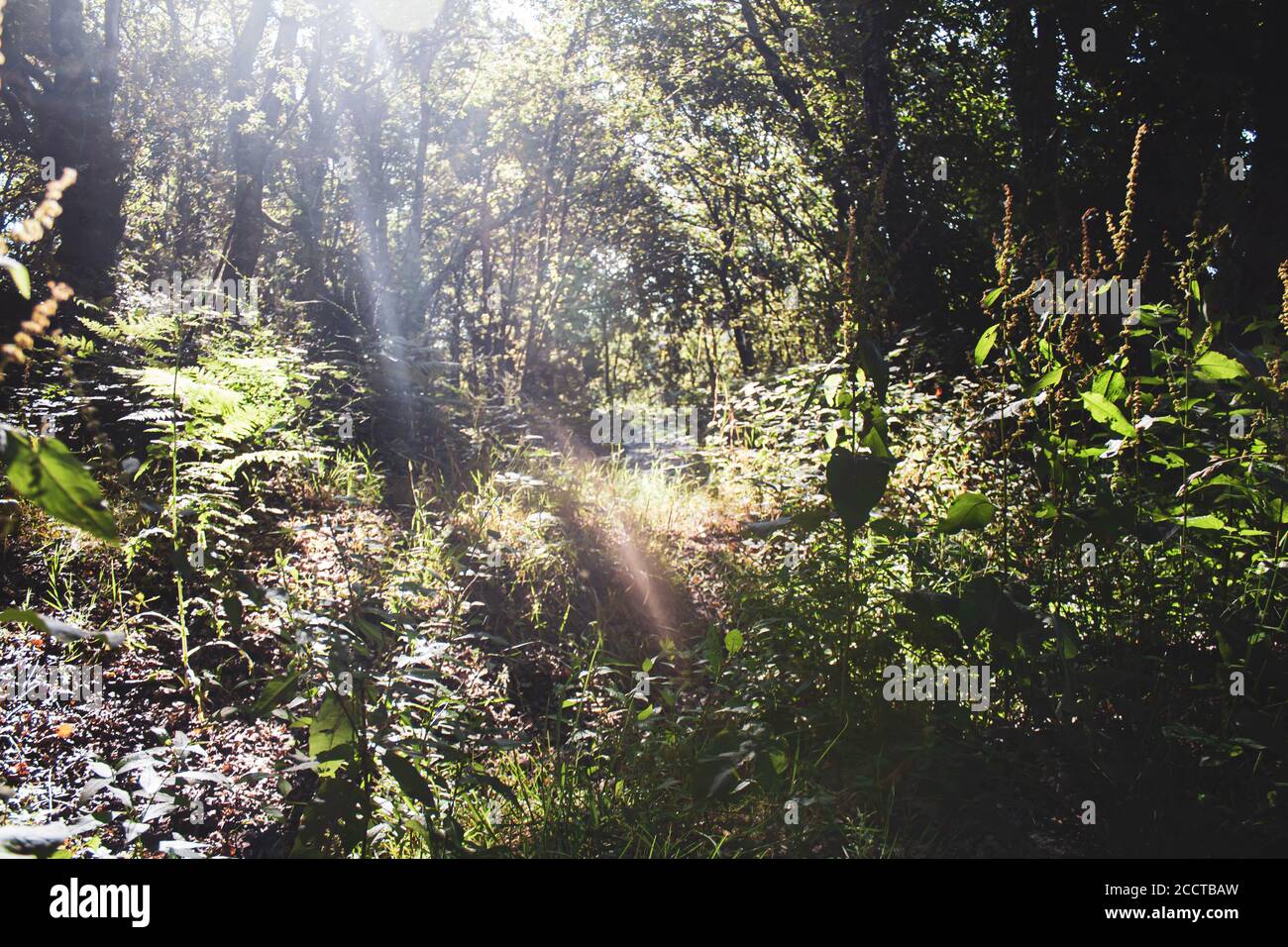 forest lit by sunset with leaves and lots of trees Stock Photo - Alamy