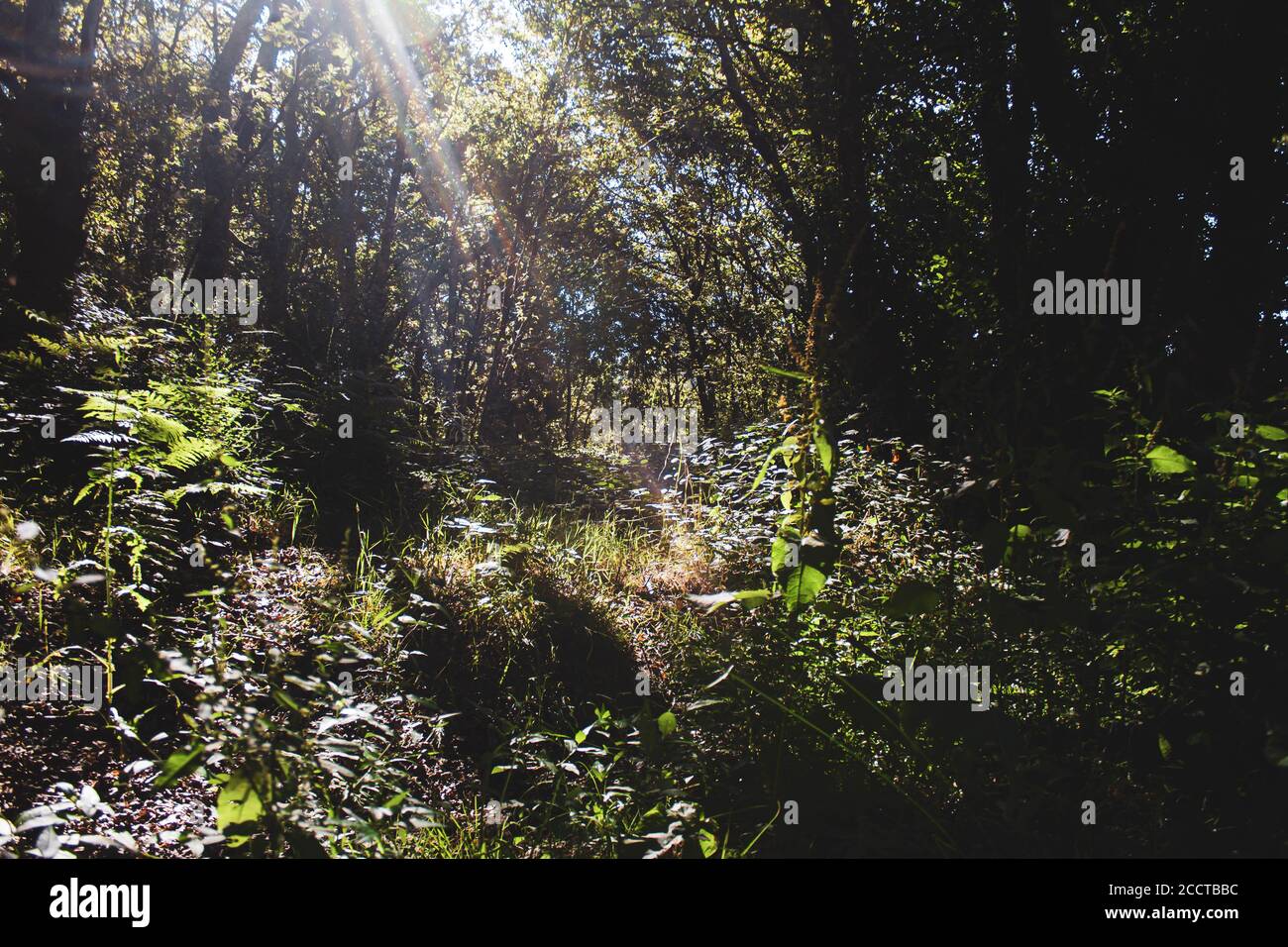 forest lit by sunset with leaves and lots of trees Stock Photo - Alamy