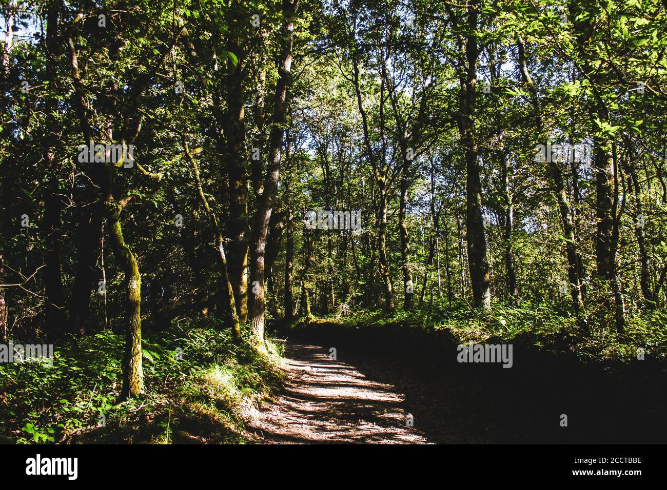 path surrounded by tall trees making shadows of branches Stock Photo ...