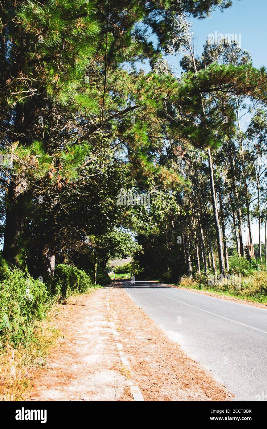 photo landscape forest heavily populated with green trees Stock Photo ...