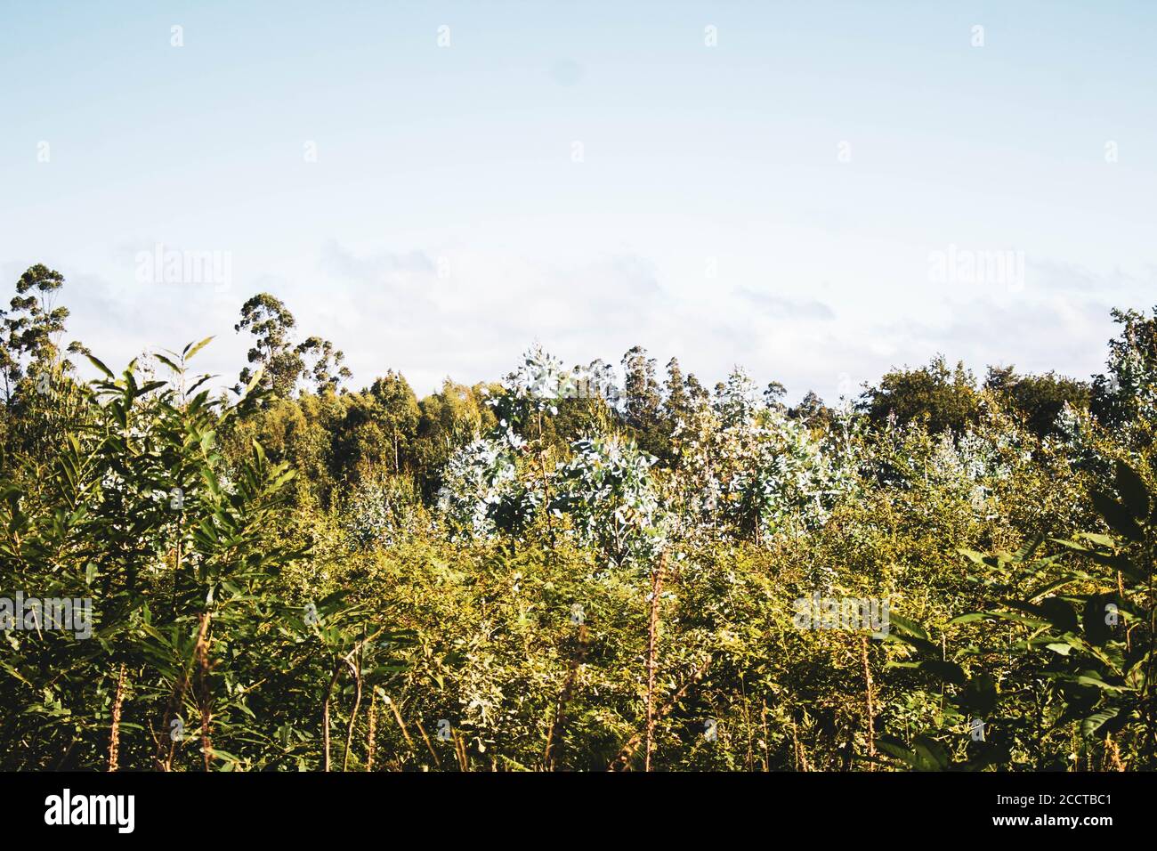 many trees together of different types against blue sky Stock Photo - Alamy