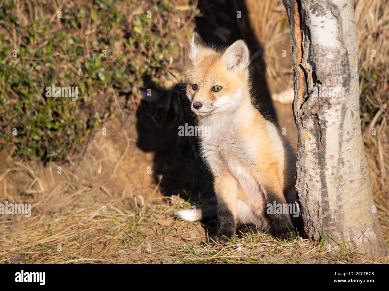 Red fox kit in the wild Stock Photo - Alamy