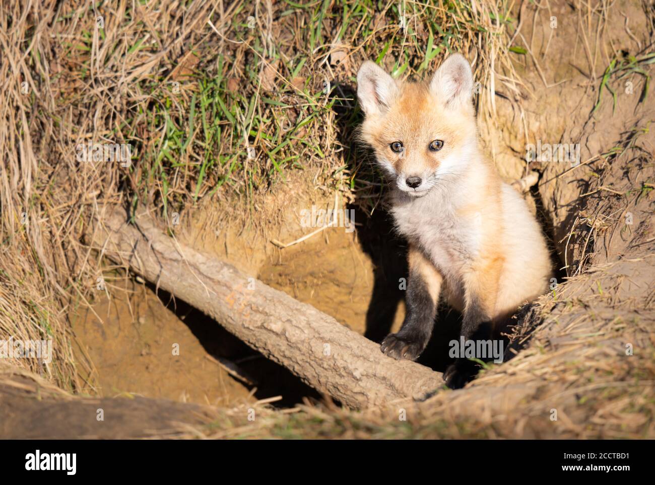 Red fox kit in the wild Stock Photo - Alamy