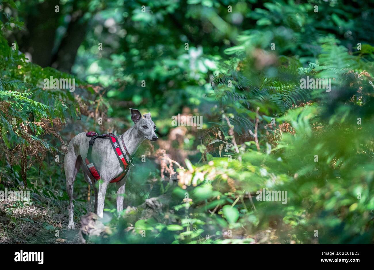 Whippet standing hi-res stock photography and images - Alamy
