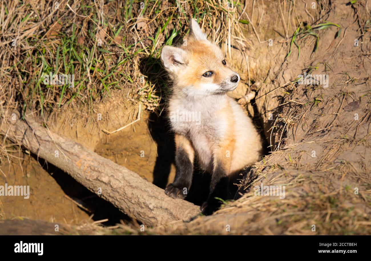 Red fox kit in the wild Stock Photo - Alamy
