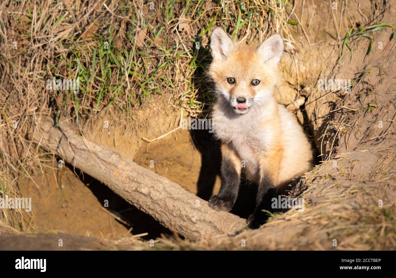Red fox kit in the wild Stock Photo - Alamy