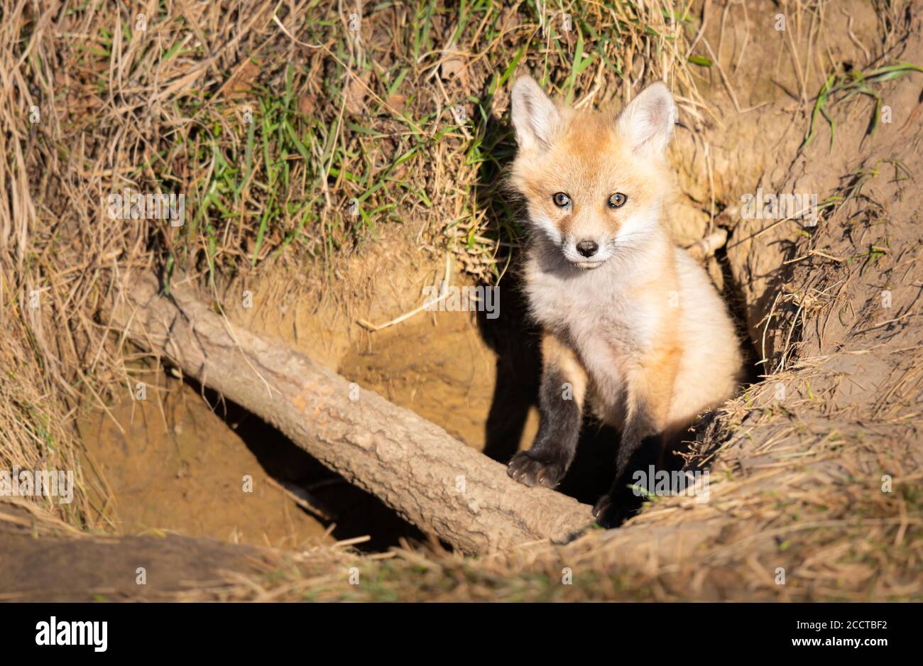 Red fox kit in the wild Stock Photo - Alamy