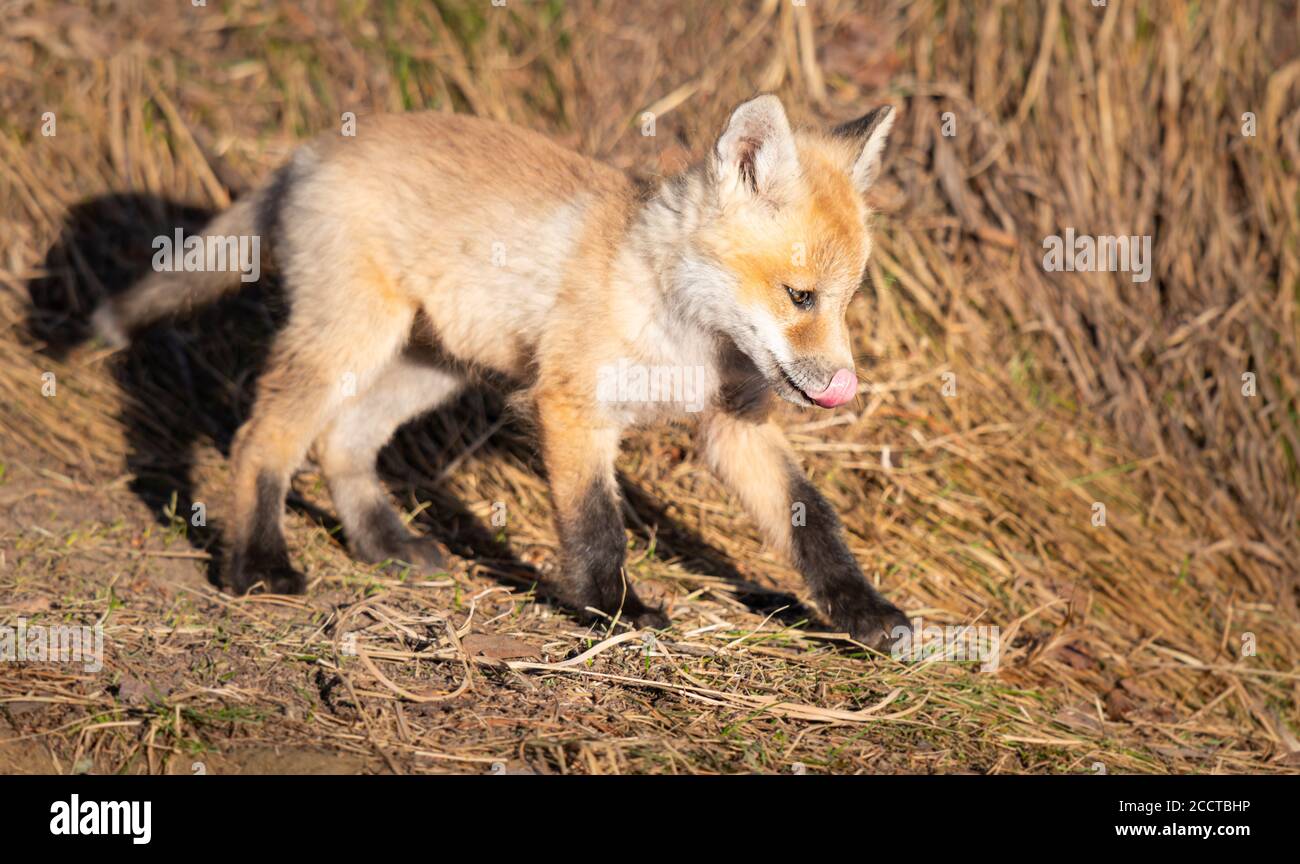 Red fox kit in the wild Stock Photo - Alamy