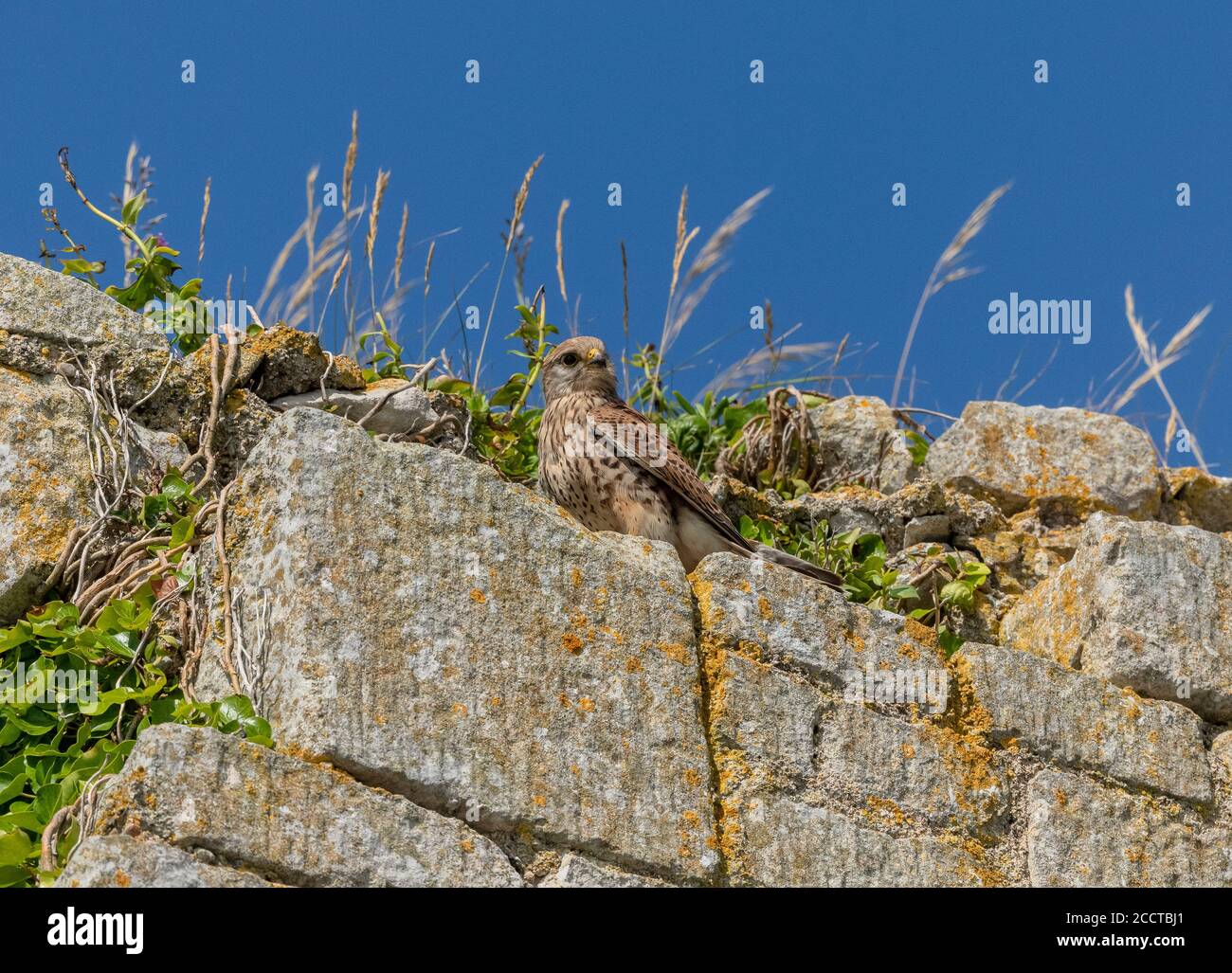 Windhover hi-res stock photography and images - Alamy