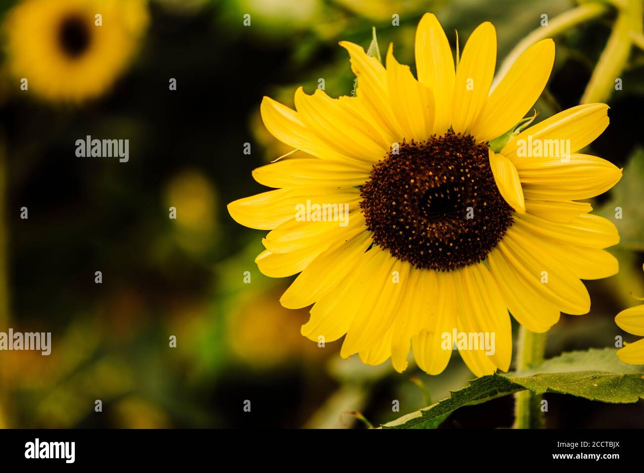 Lemon Yellow Sunflower in a Sunflower Patch Stock Photo - Alamy