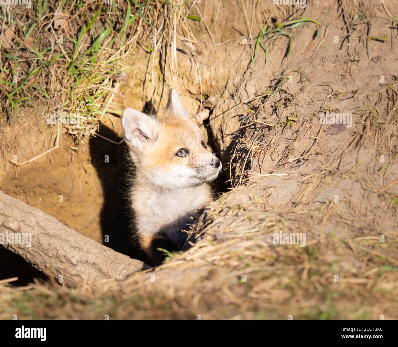 Red fox kit in the wild Stock Photo - Alamy