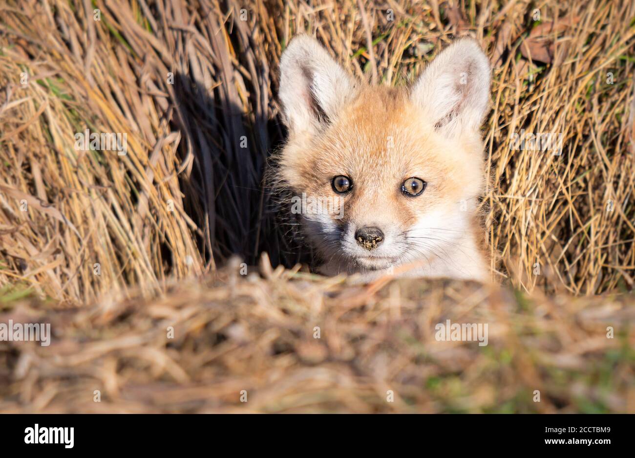 Red fox kit in the wild Stock Photo - Alamy