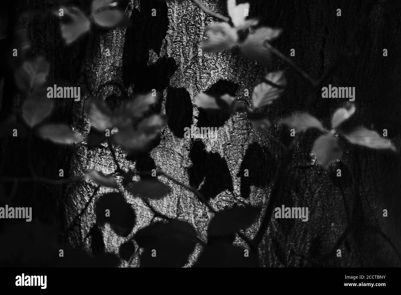 Light & Shadow In A Forest Black & White Stock Photo - Alamy